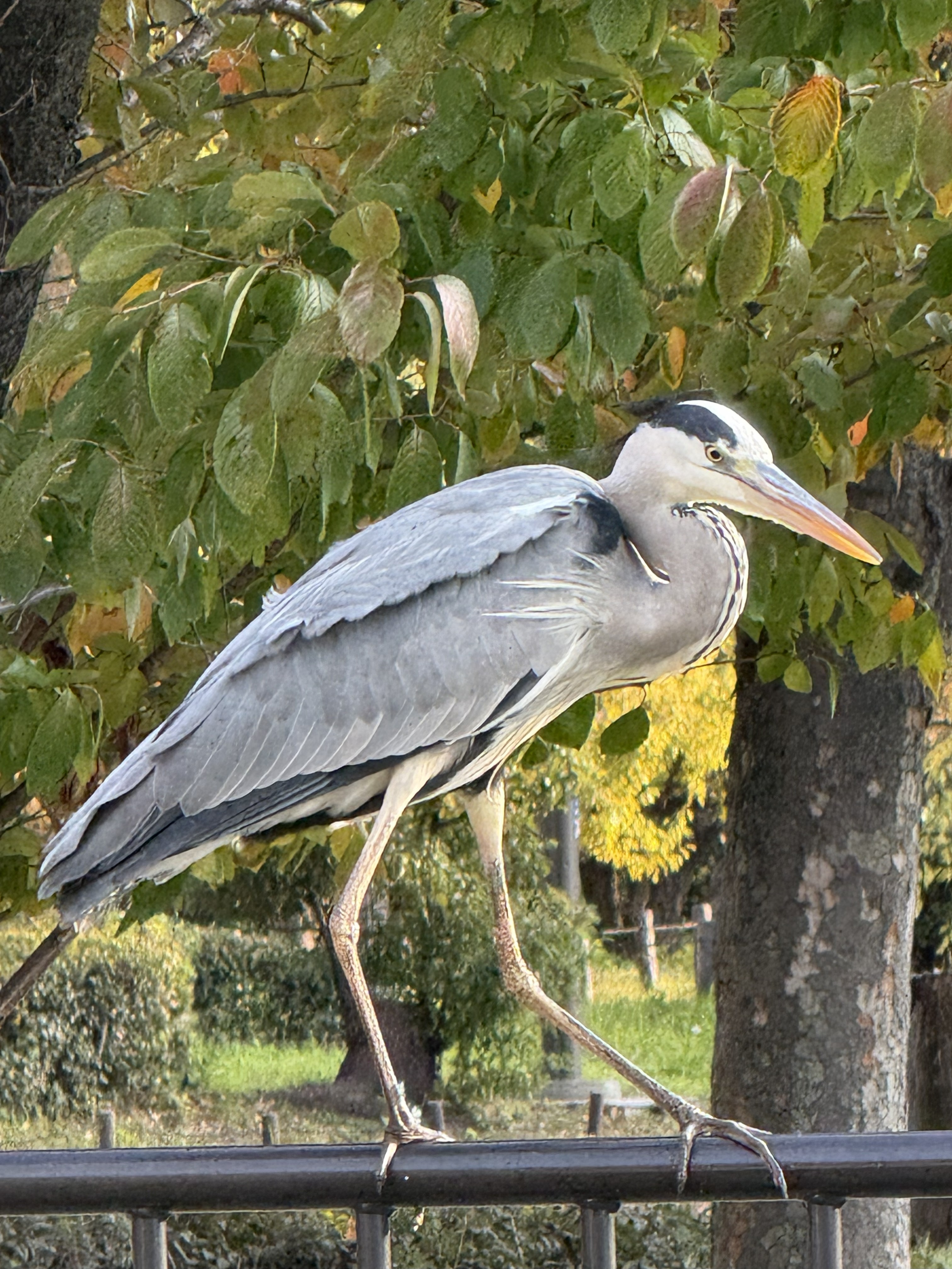 Marty Supreme review – Sally Alexander